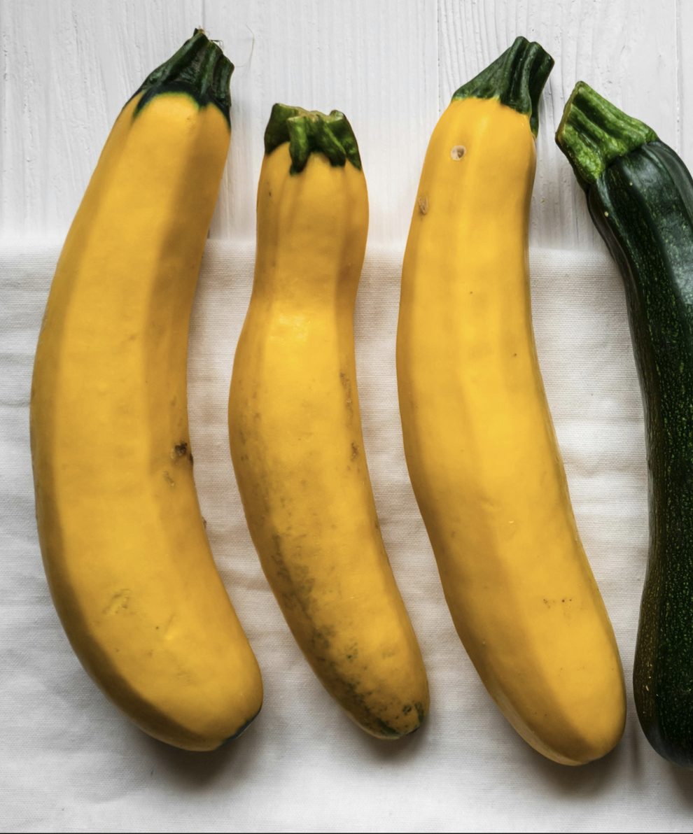 Yellow Courgette Plug Plants "Grow Your Own" Fruit 'Ready to Plant Now ...
