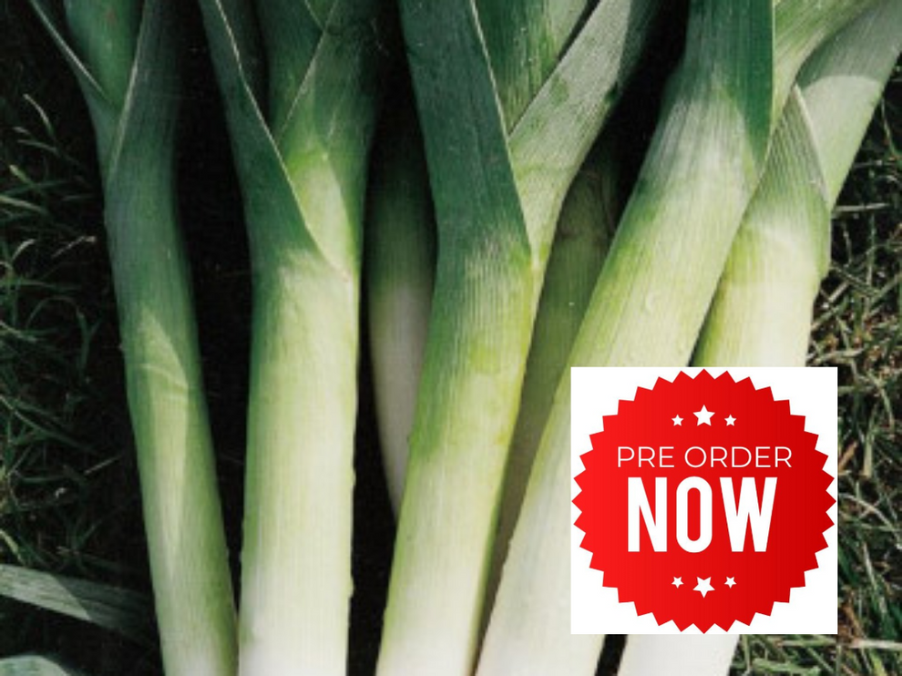 PRE-ORDER 10% OFF - Leek Plug Plants "Grow Your Own" Vegetables **Lett ...
